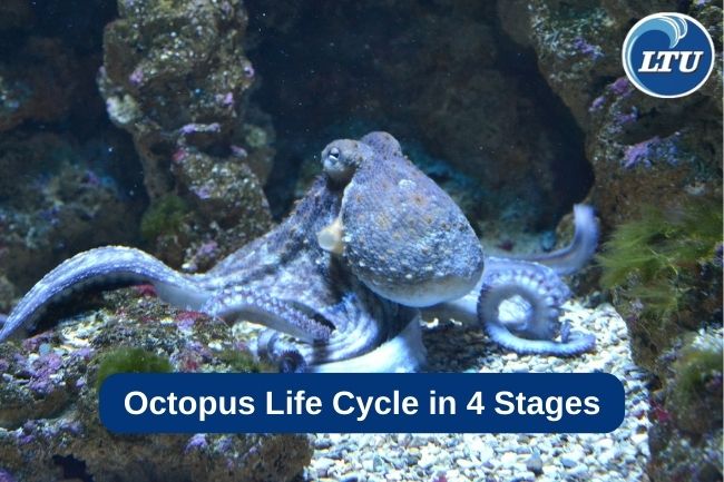Octopus Life Cycle in 4 Stages