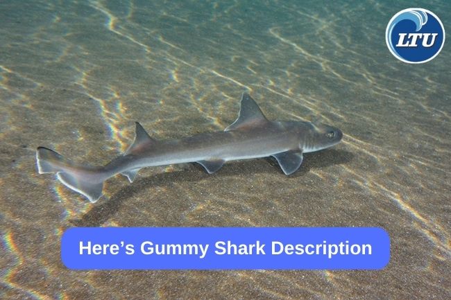 Here’s Gummy Shark Description