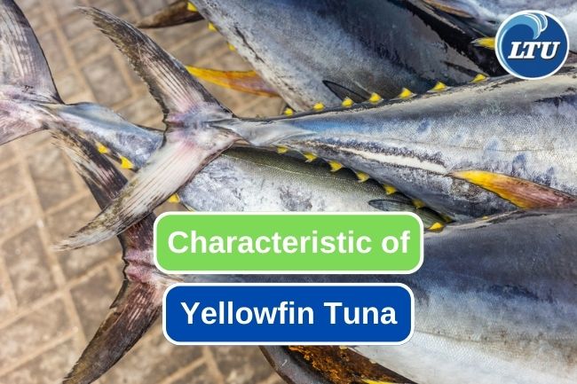 Get to know about 7 Characteristics of Yellowfin Tuna