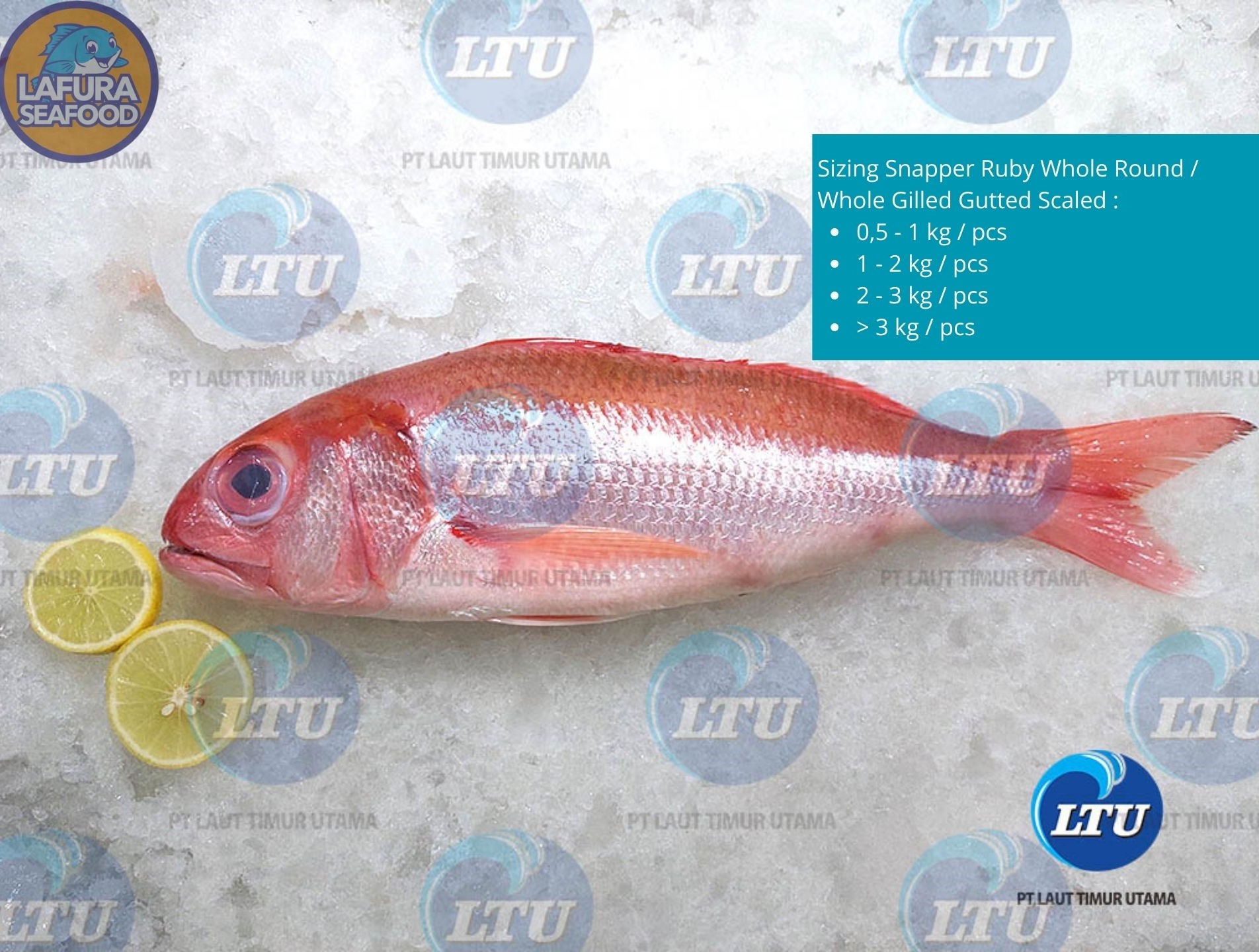 Snapper Ruby Whole Round / Whole Gilled Gutted Scaled